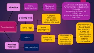 Inervación del corazón | PPTX