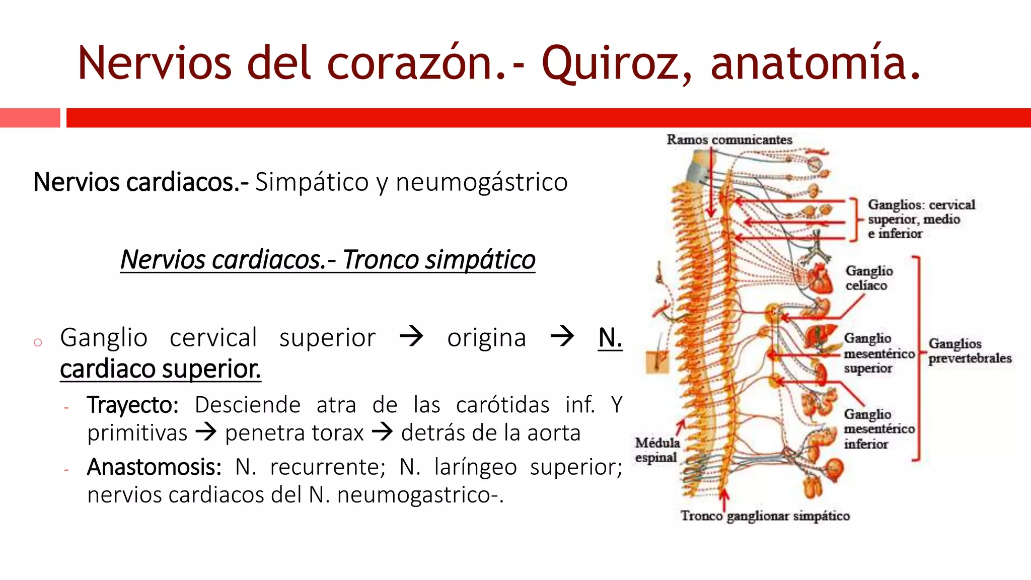 Inervación del corazón | PPTX