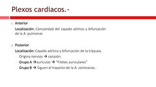 Inervación del corazón | PPTX