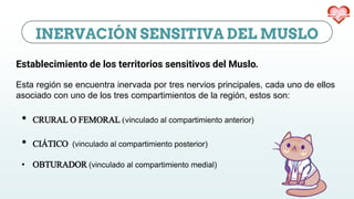 Inervación sensitiva del muslo.pptx