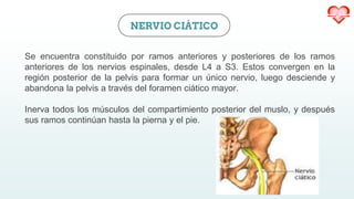 Inervación sensitiva del muslo.pptx