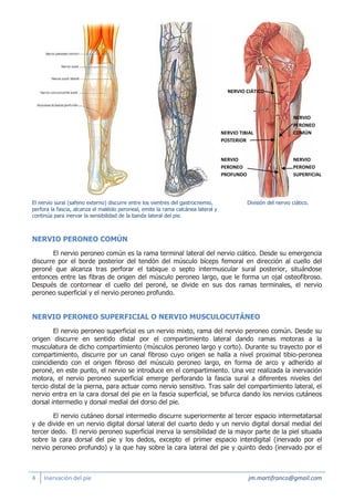 Inervacion del pie | PDF