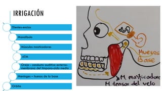 Inervación e Irrigación enfocado a la odontóloga | PDF