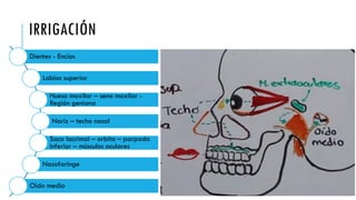 Inervación e Irrigación enfocado a la odontóloga | PDF