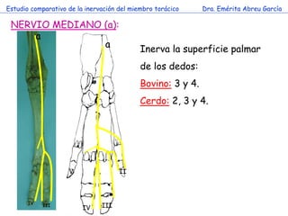 Inervación Miembro Torácico Comparada Pdf