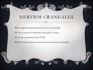 Inervación muscular | PPTX