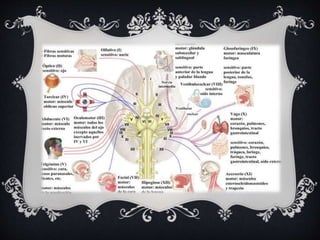 Inervación muscular | PPTX