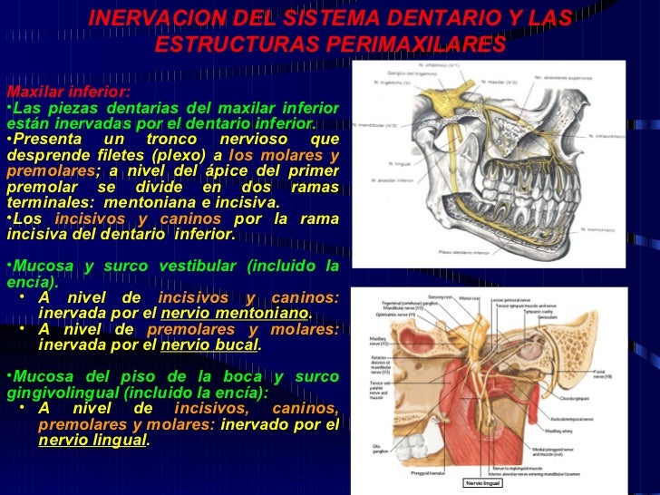 INERVACION DE LOS DIENTES Y ESTRUCTURAS PERIMAXILARES