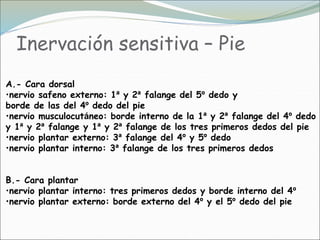 Inervacion_extremidad_inferior_2012-2013.ppt