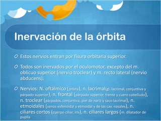 Inervacion ocular | PPTX