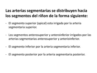 Anatomía Segmentaria De La Arteria Vertebral