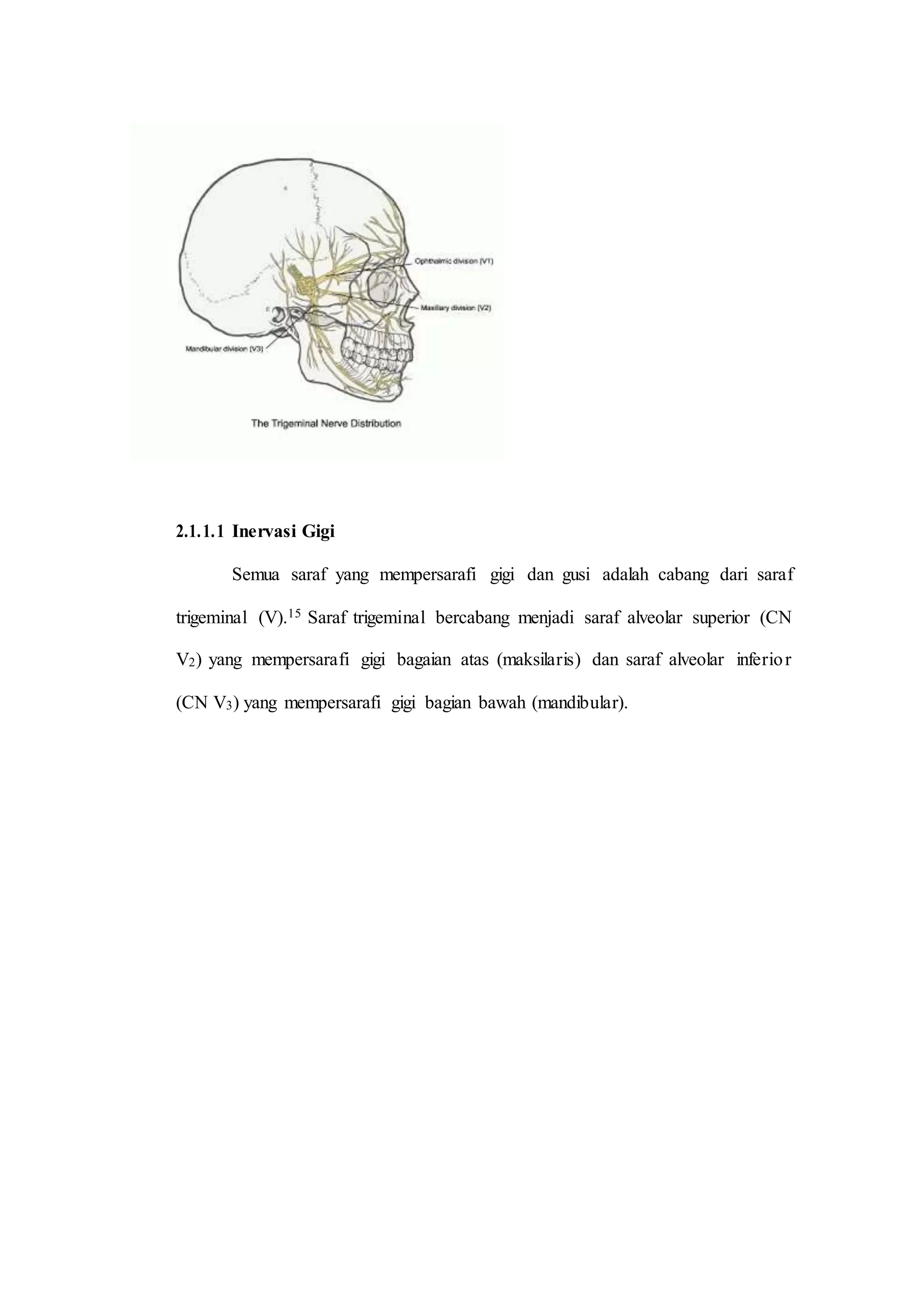Inervasi mandibula | DOCX