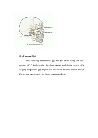 Inervasi mandibula | DOCX