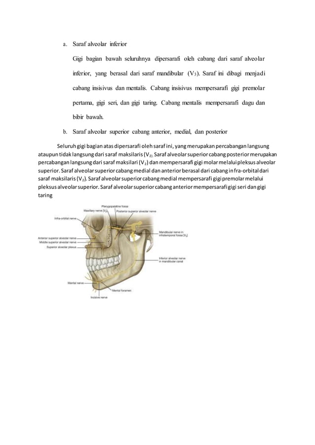 Inervasi mandibula | DOCX