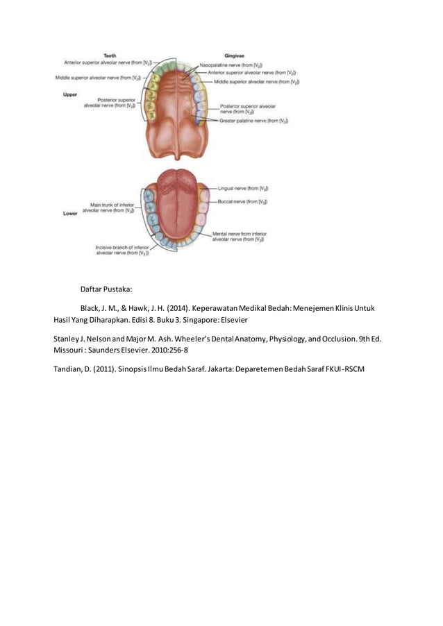 Inervasi mandibula | DOCX