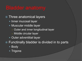 bladder and its dysfunction | PPTX
