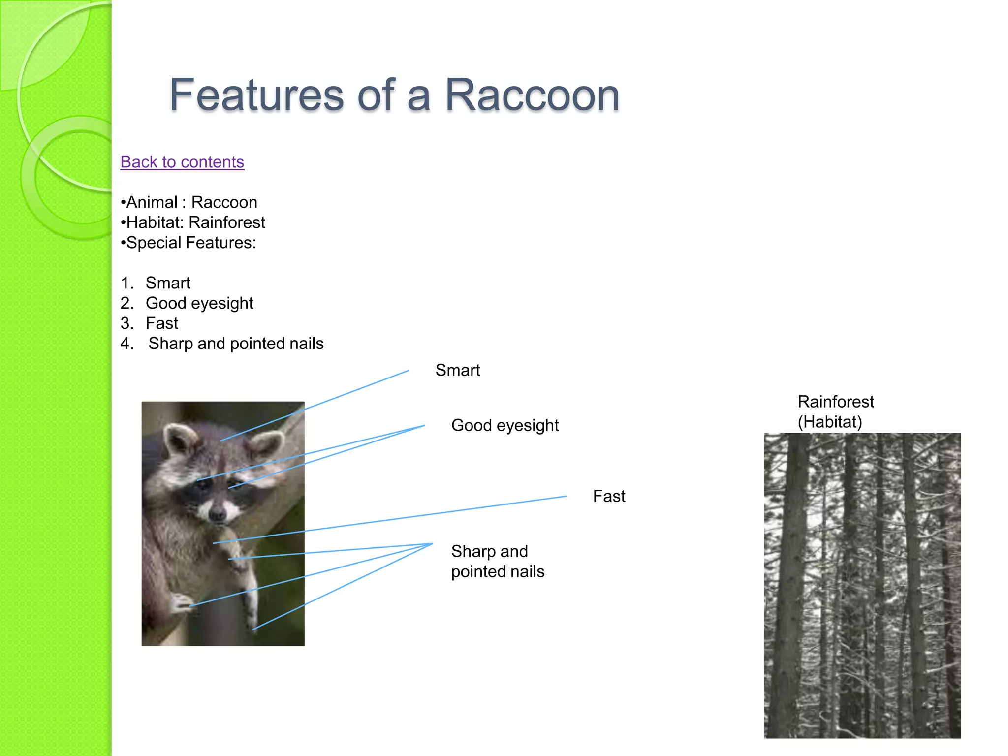 Ines Pandas And Raccoons Final | PPTX