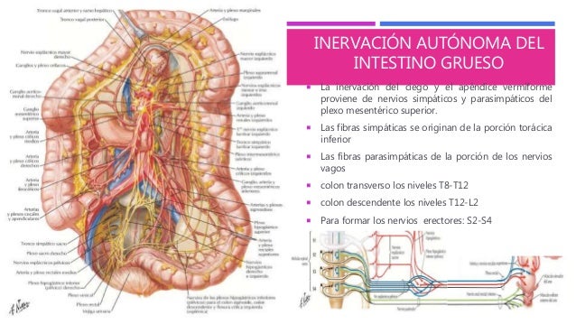Inervacion de la cavidad abdominal
