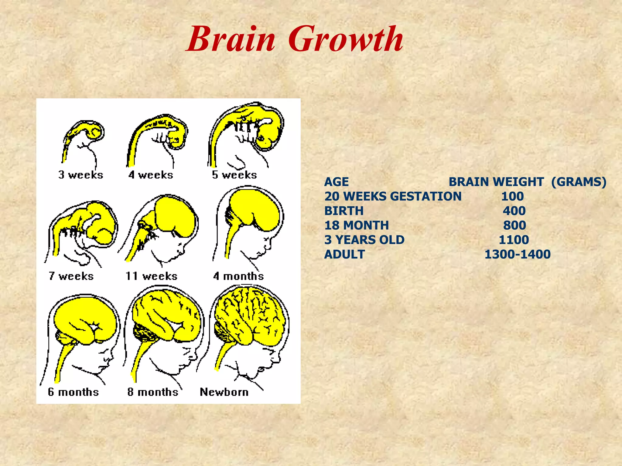 Infant brain development | PPT