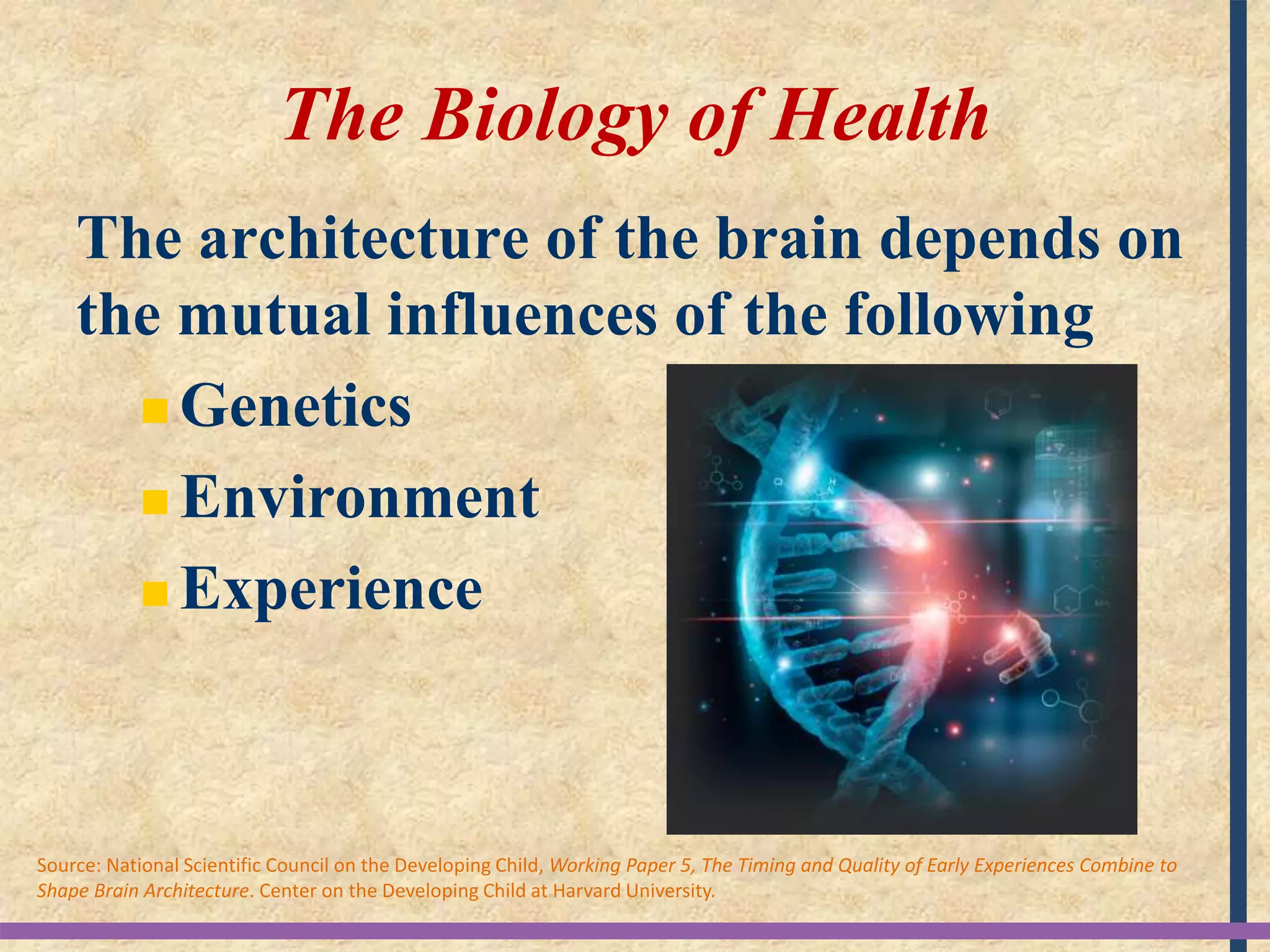 Infant brain development | PPT