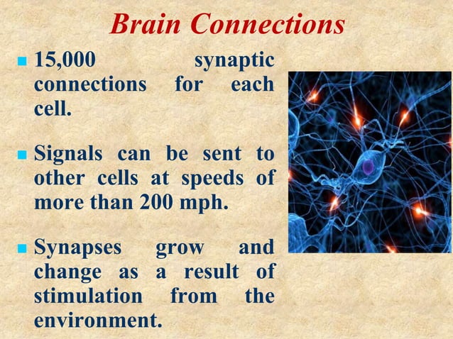 Infant brain development | PPT | Brain and Nervous System Disorders | Diseases and Conditions