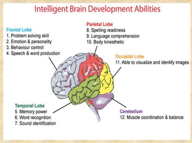 Infant brain development | PPT | Brain and Nervous System Disorders | Diseases and Conditions