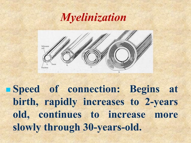 Infant brain development | PPT | Brain and Nervous System Disorders ...