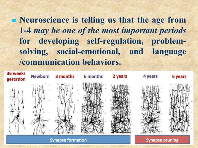 Infant brain development | PPT | Brain and Nervous System Disorders | Diseases and Conditions