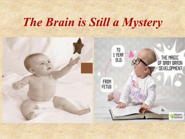 Infant brain development | PPT | Brain and Nervous System Disorders ...