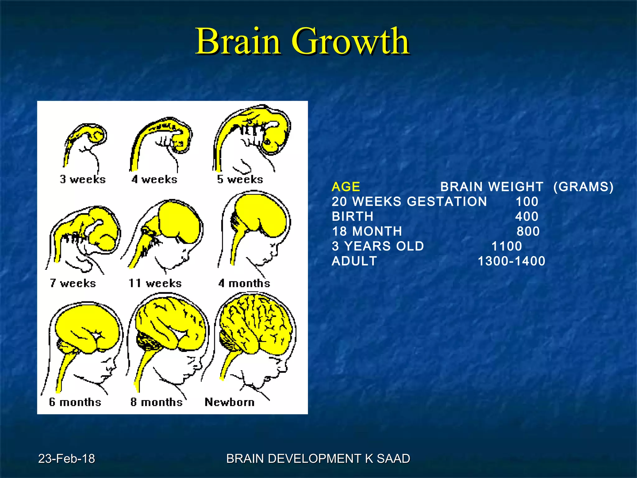 Infant brain development | PPT | Brain and Nervous System Disorders ...
