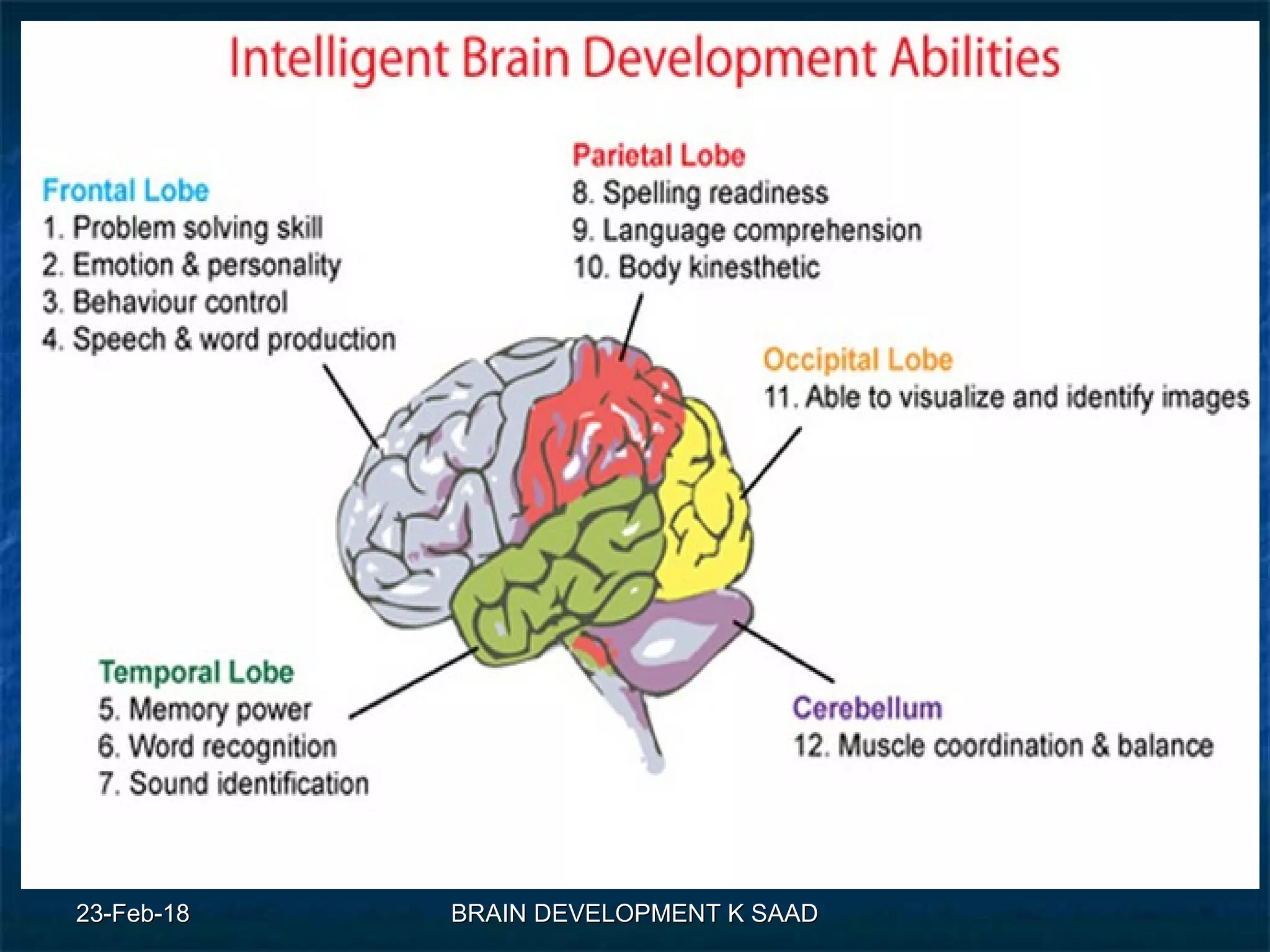 Infant brain development | PPT | Brain and Nervous System Disorders ...