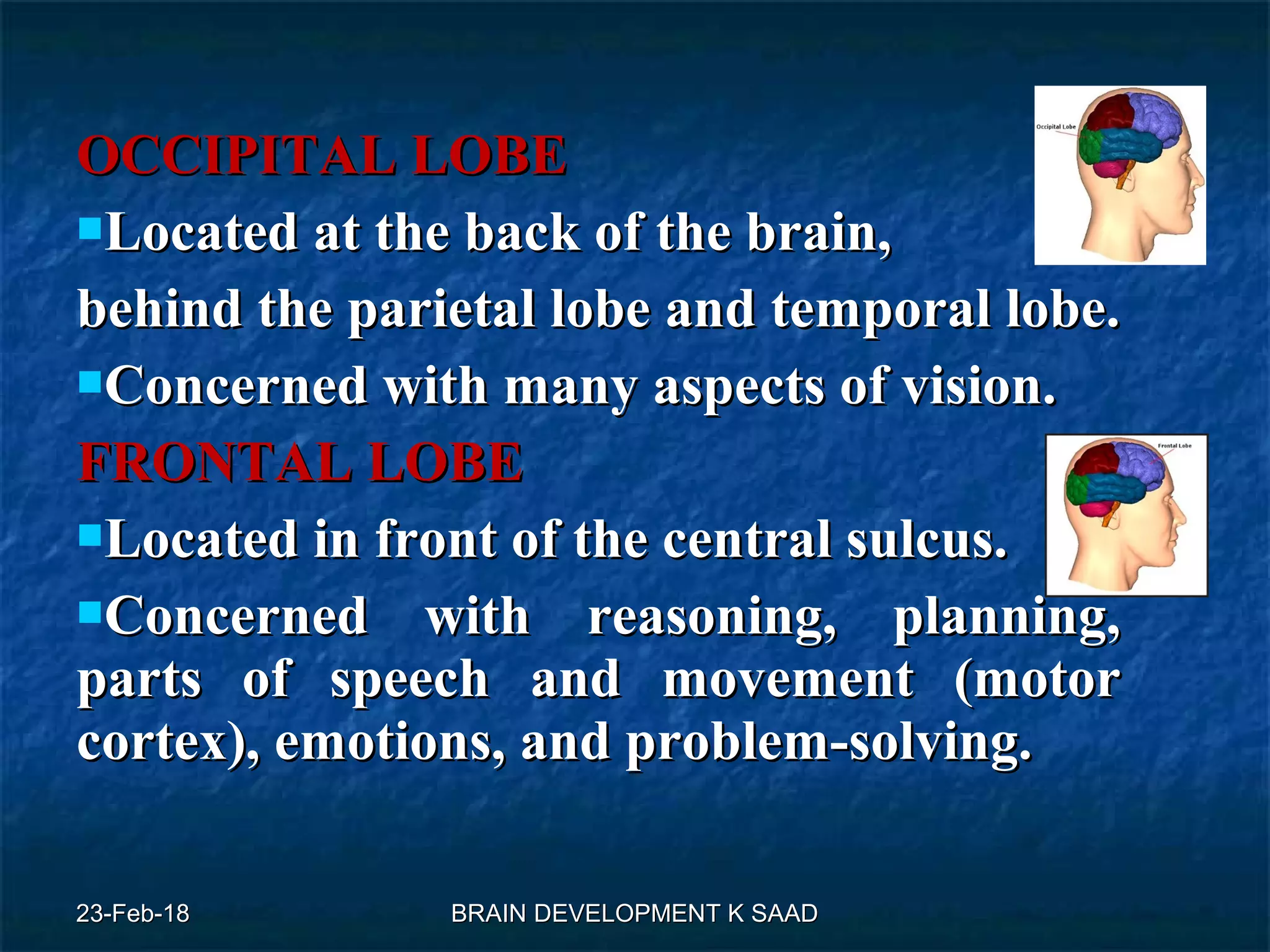 Infant brain development | PPT