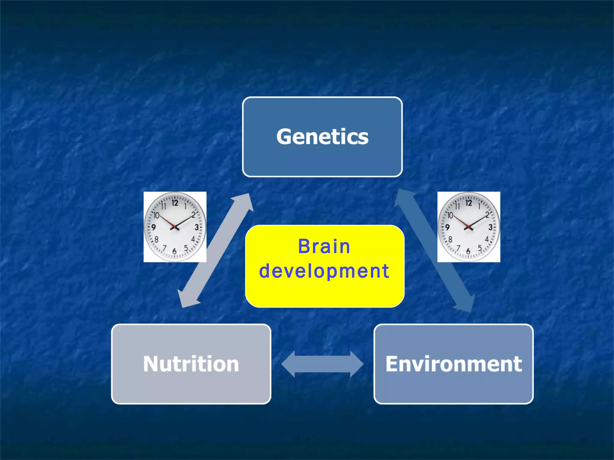 Infant brain development | PPT | Brain and Nervous System Disorders ...
