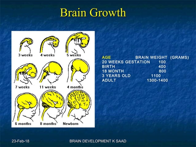 Infant brain development | PPT | Brain and Nervous System Disorders ...