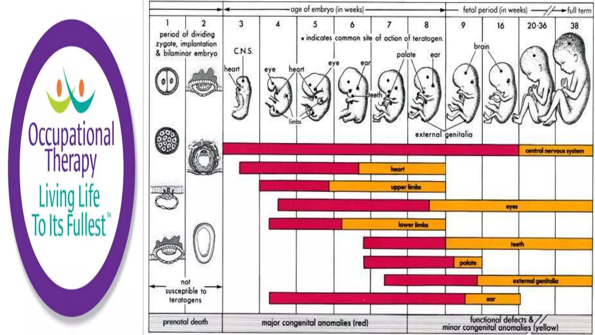 Lifespan Development - Infant and early childhood development | PPT