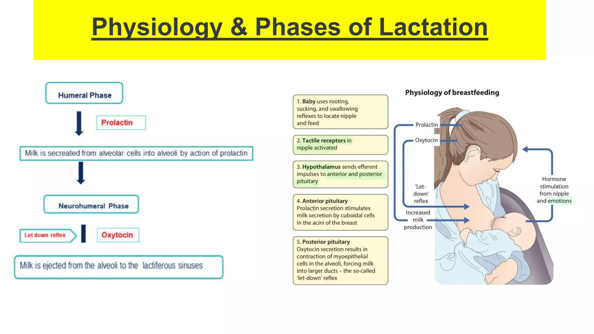 Infant Feeding and Nutrition.pptx