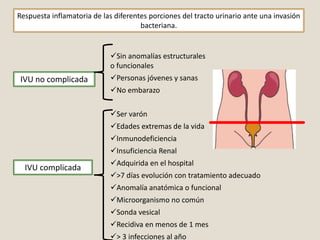 Infección de vías urinarias bajas y altas | PPTX