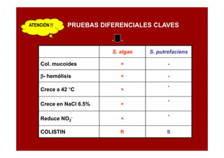 Infecciones por-Shewanella spp---------- | PDF