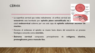 Infecciones del aparato genital femenino.pptx