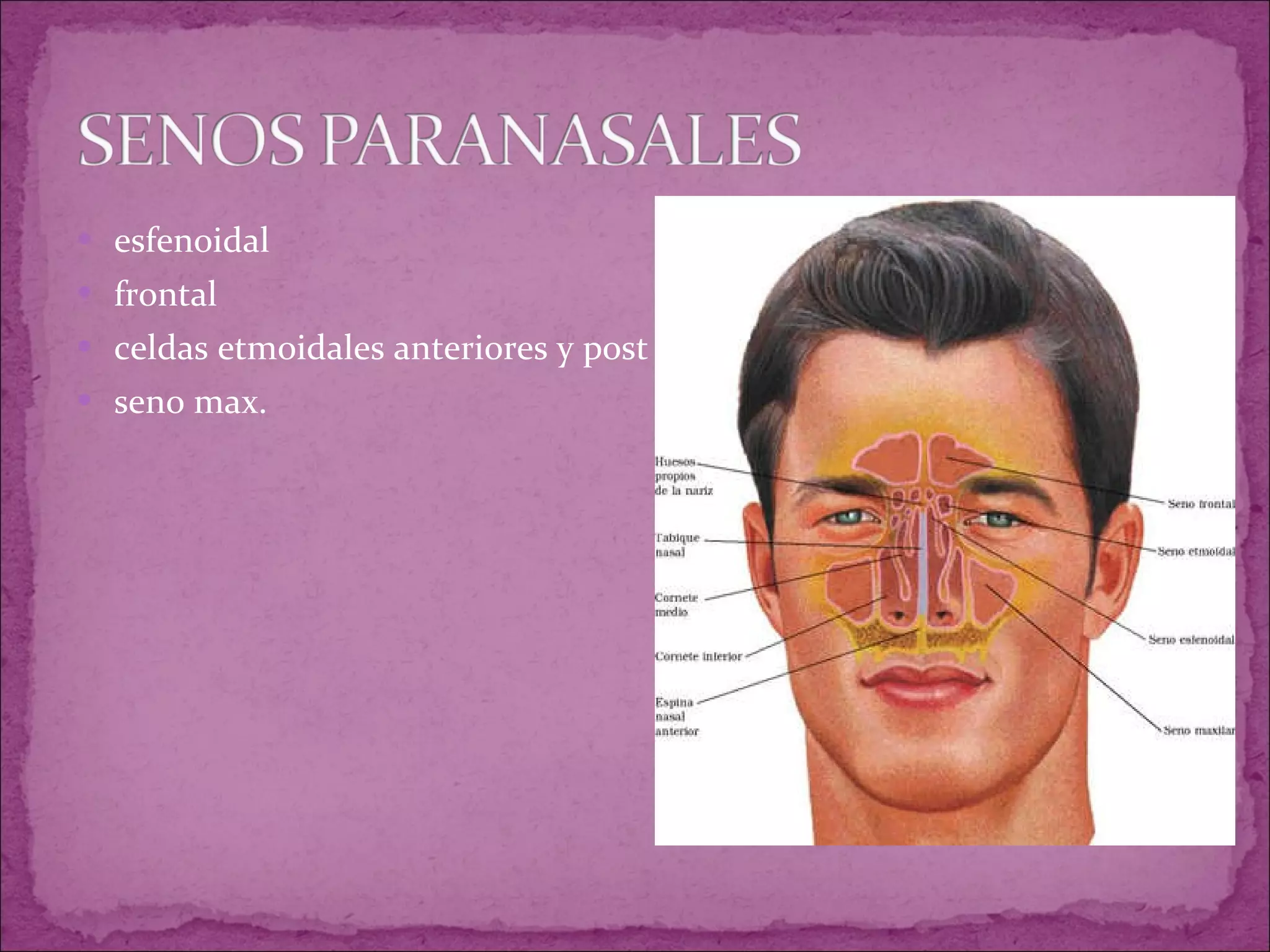 Infecciones de senos paranasales.ppt2