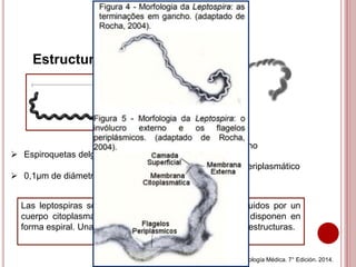 Infecciones por leptospira | PPT