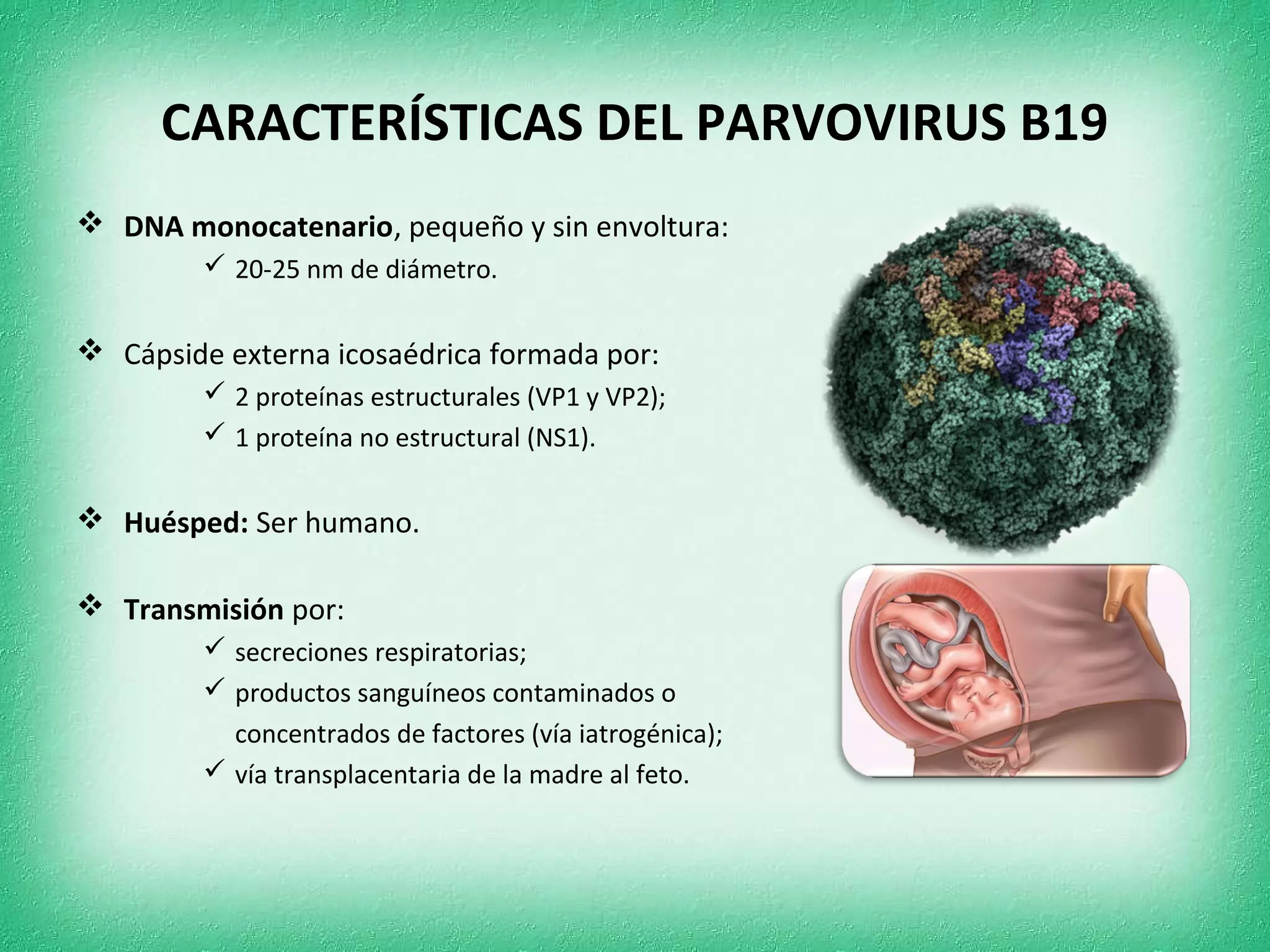 Infecciones por Parvovirus | PPS