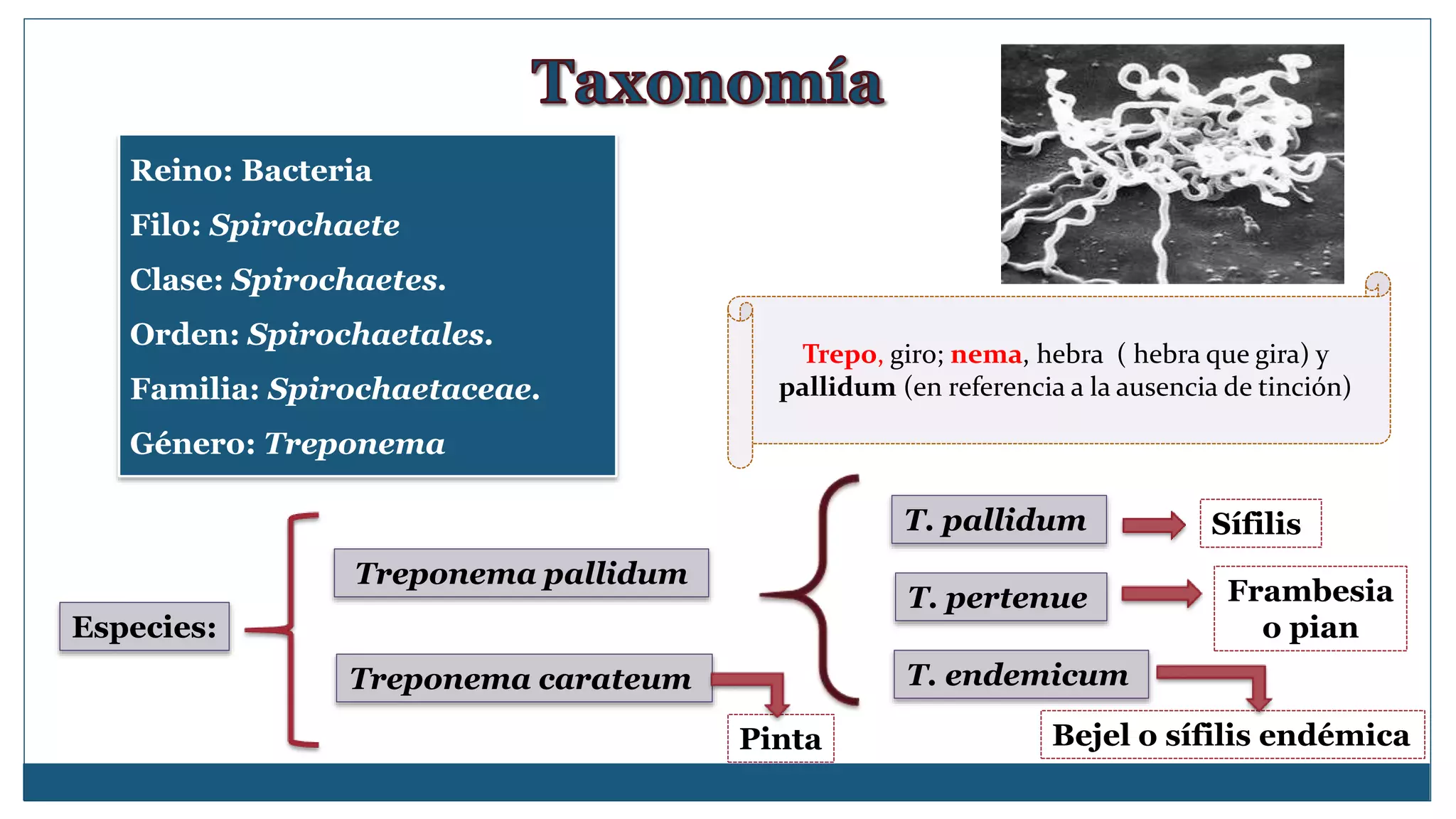 Infecciones por treponemas | PPTX