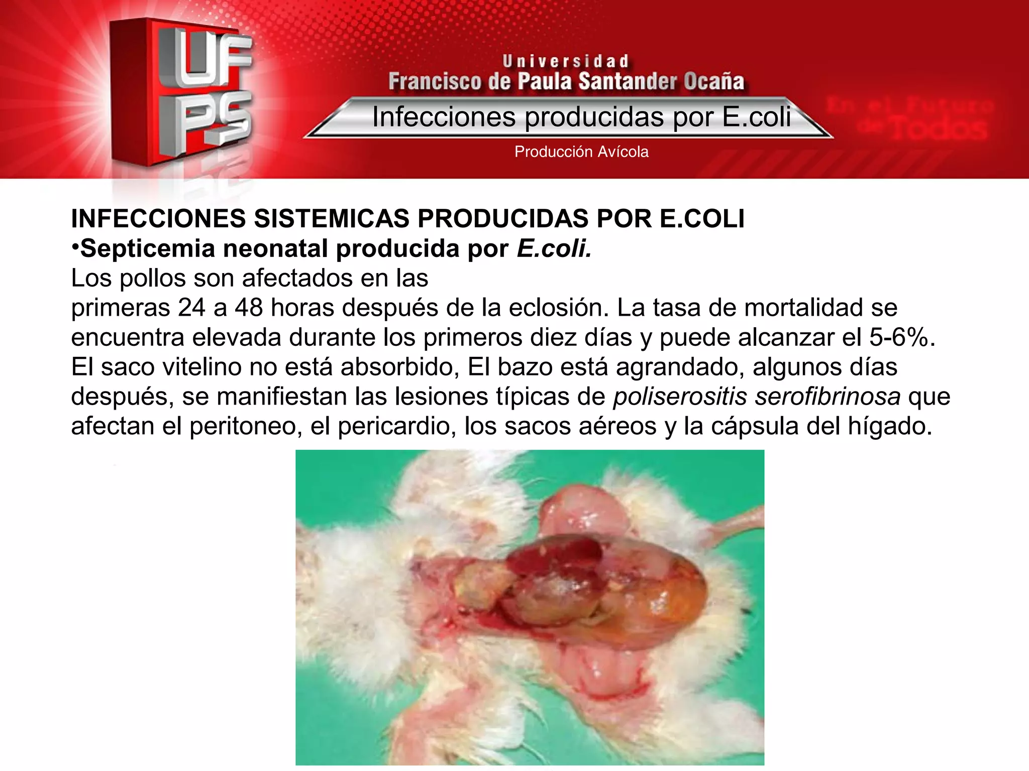 enfermedades bacterianas producidas por escherichia coli en aves | PPT