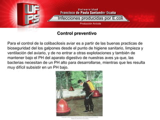 enfermedades bacterianas producidas por escherichia coli en aves | PPT