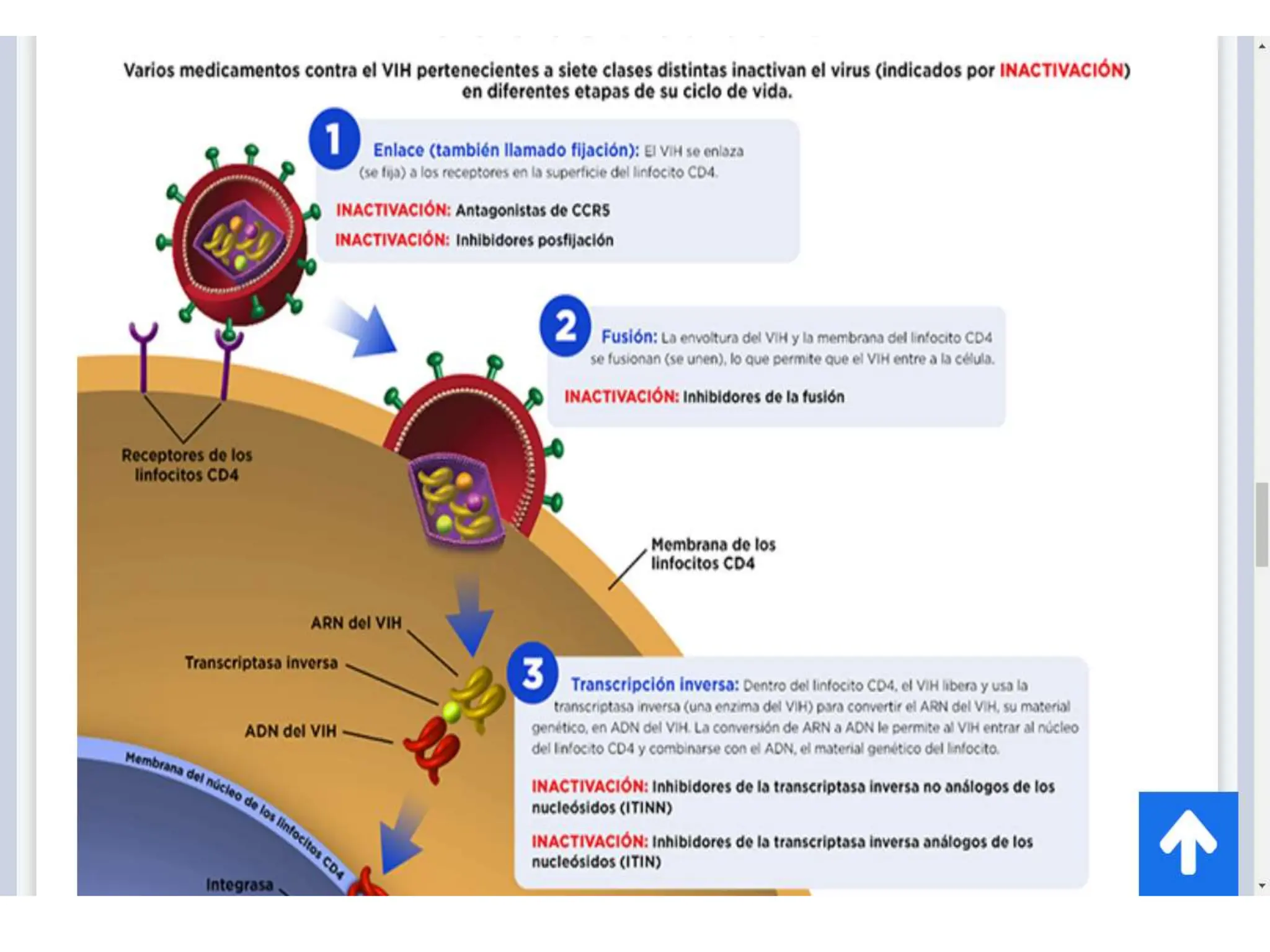 infecciones del aparato reproductor femenino de origen viral | PPTX ...