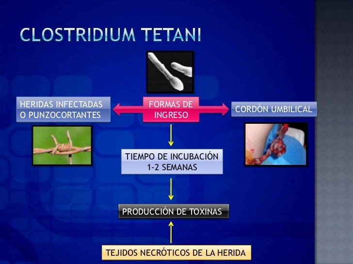 CLOSTRIDIUM TETANI - TETANOS - FISIOPATOLOGIA