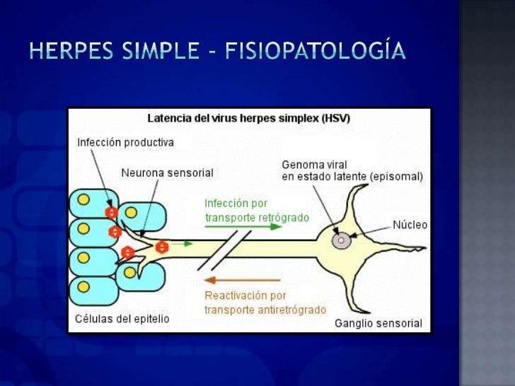 VIRUS HERPES - Fisiopatologia de la Infeccion, Clinica e Histologia