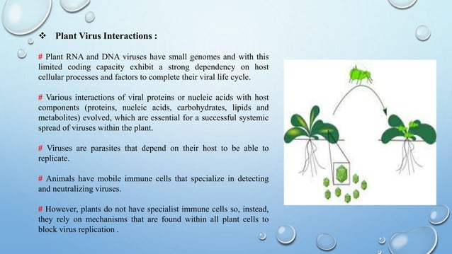 Infected plant virus metabolism and affects | PPTX