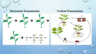 Infected plant virus metabolism and affects | PPTX